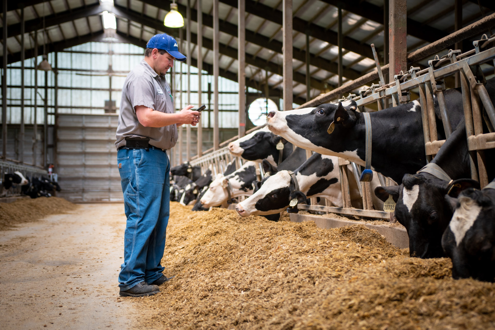 Homepage - Alta Genetics