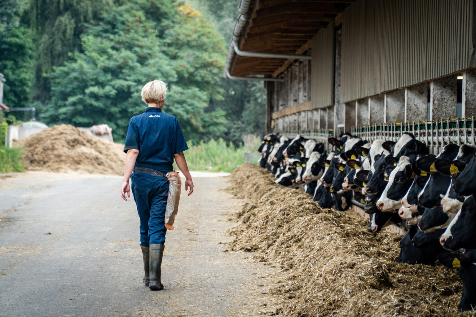 Homepage - Alta Genetics