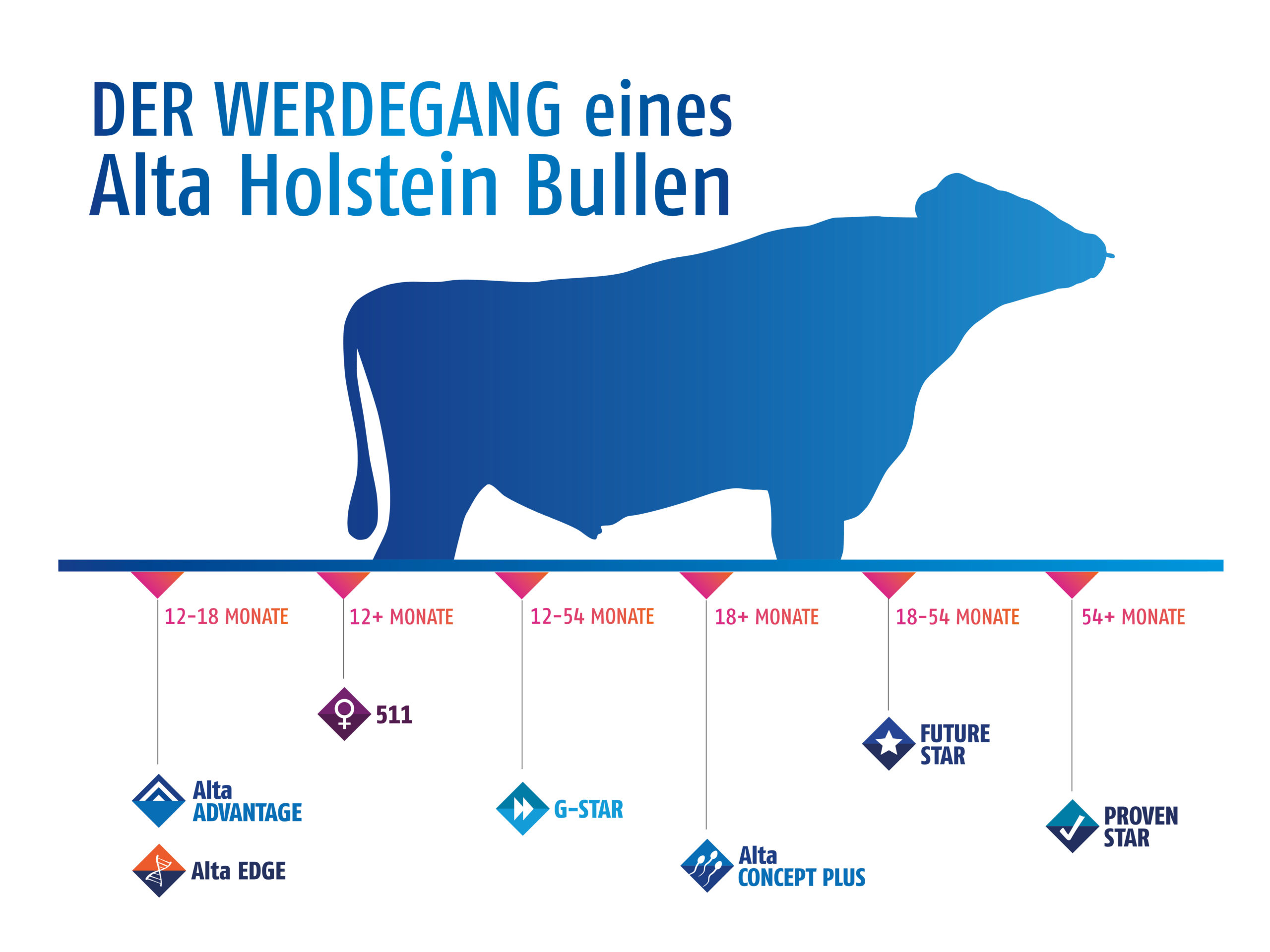 Der Werdegang eines Alta Bullens - Alta Genetics